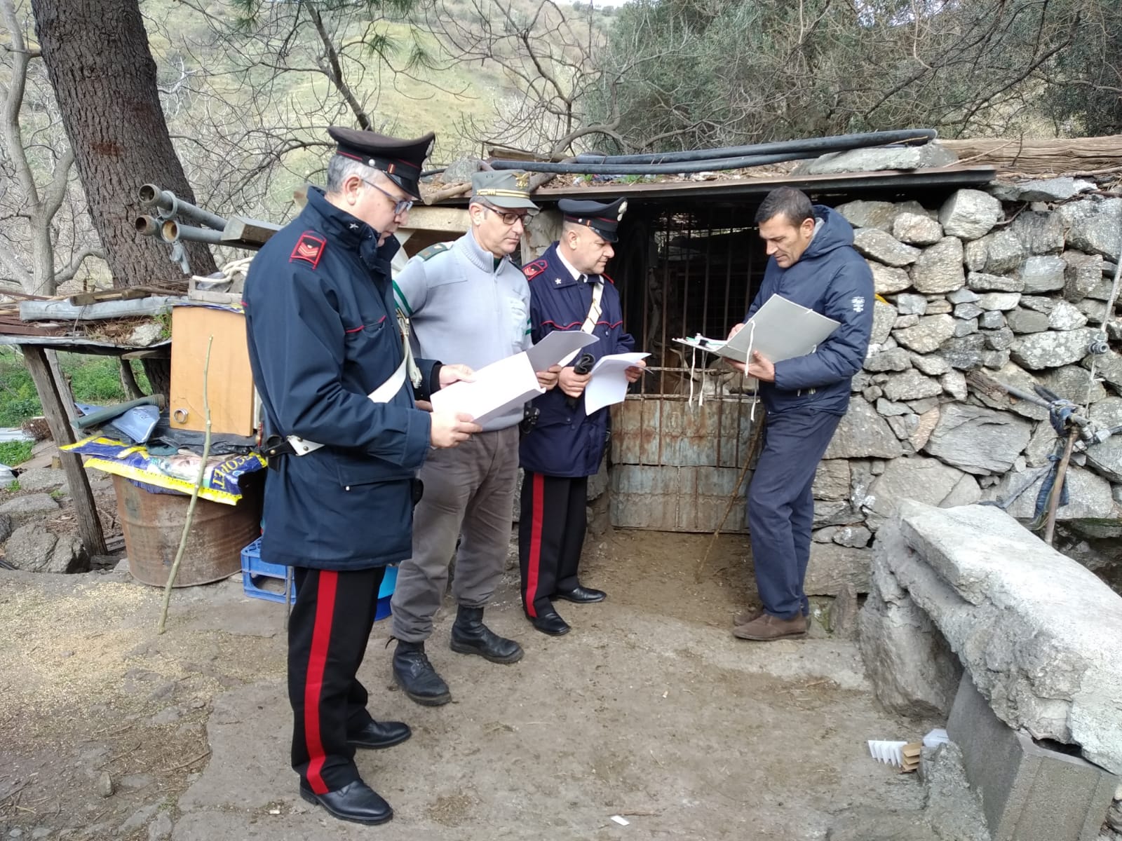 Mandanici, sequestrati 65 capi di bestiame - Messina Oggi