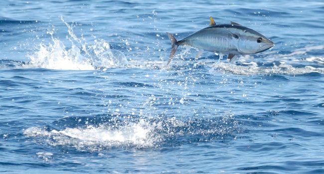 WWF Italia alla festa del mare di Spadafora - Messina Oggi